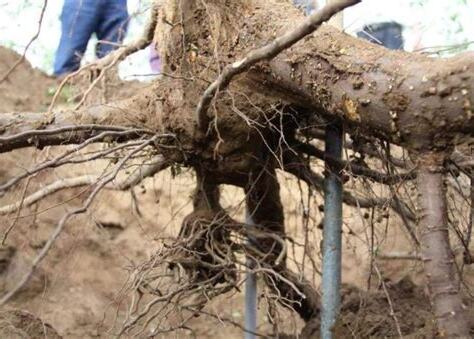 【樹根生長】樹根生長點訣大公開：打造綠意盎然環境的種樹秘訣 - 港台免費五行分析網